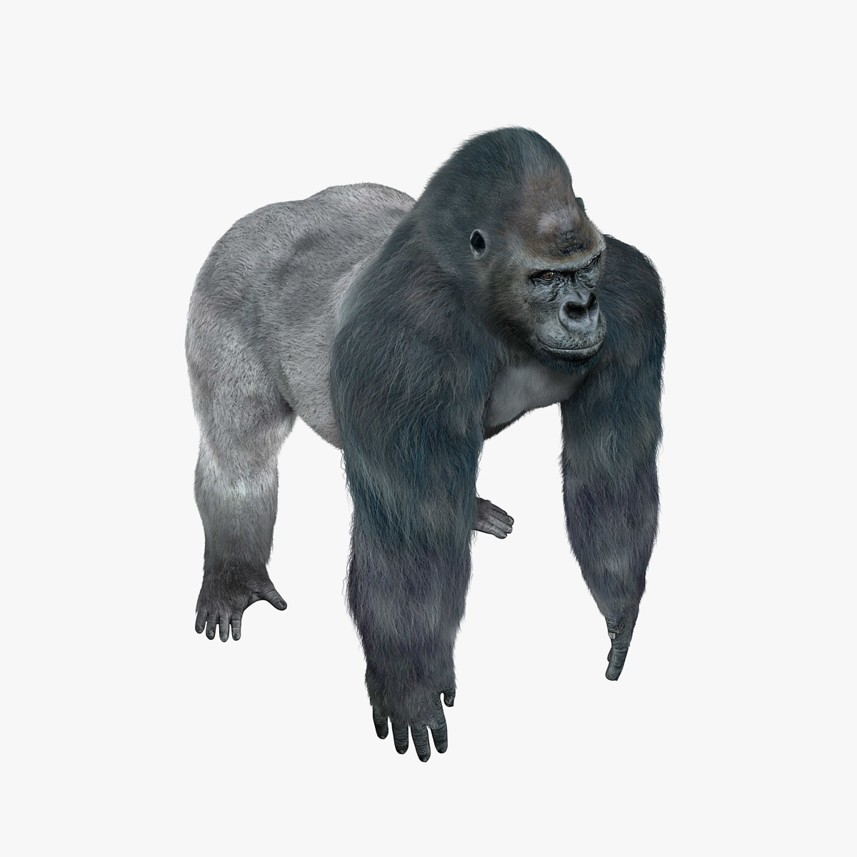 gorilla fur 3d model