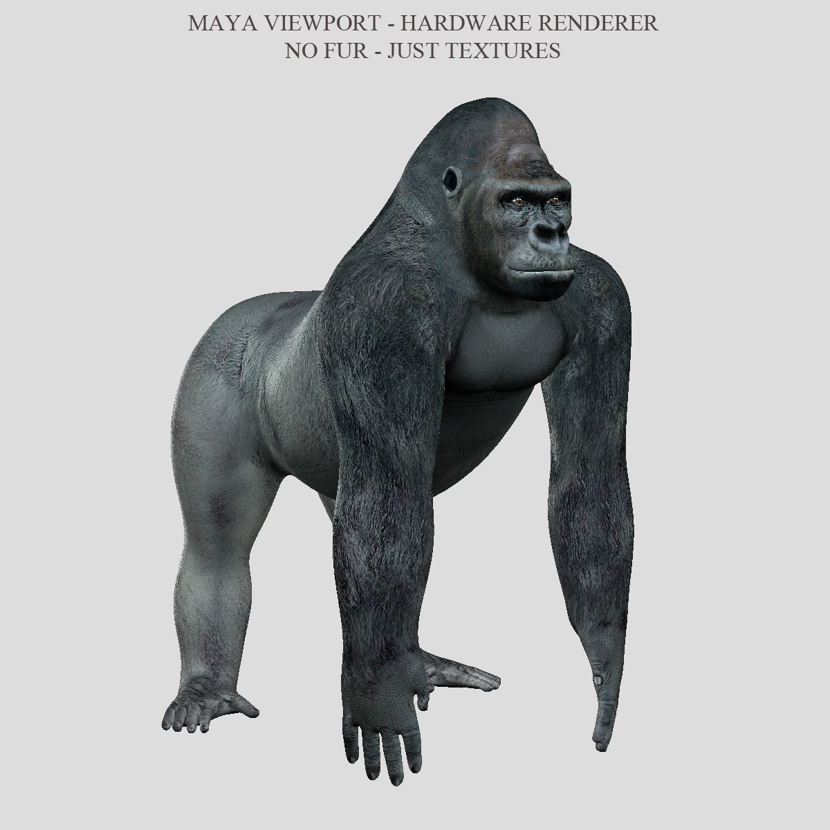 gorilla fur 3d model