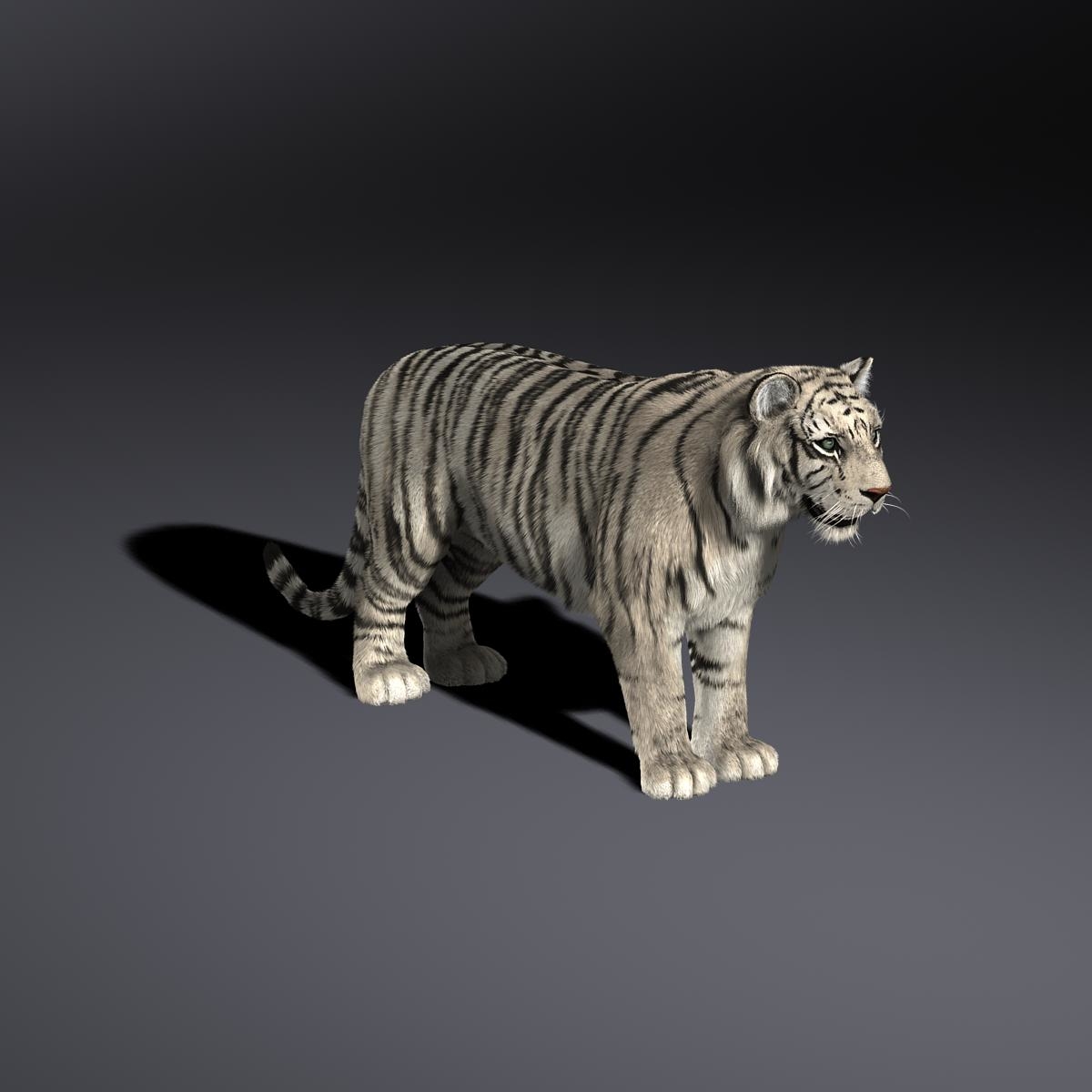 3d white tiger