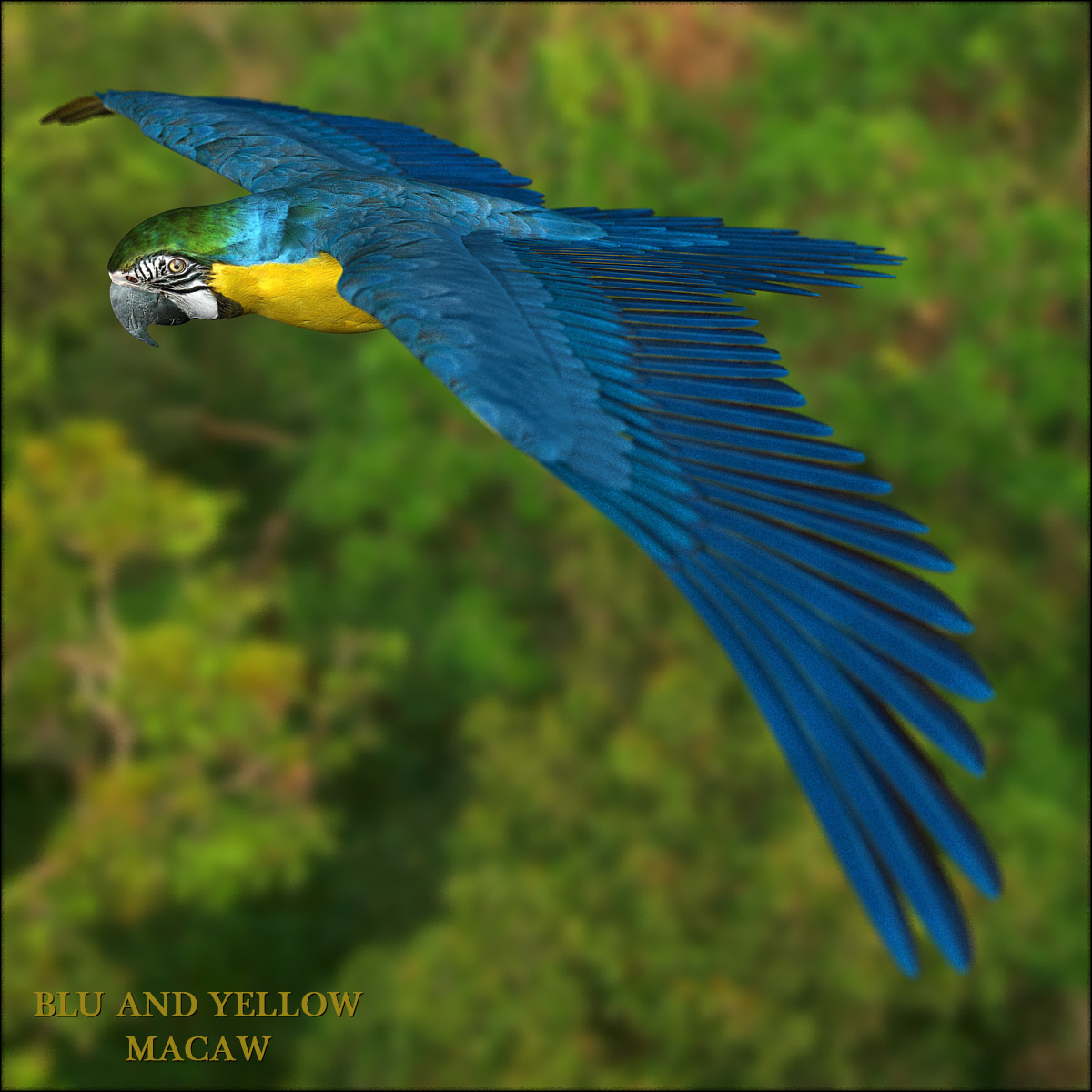 parrot blue macaw 3d model