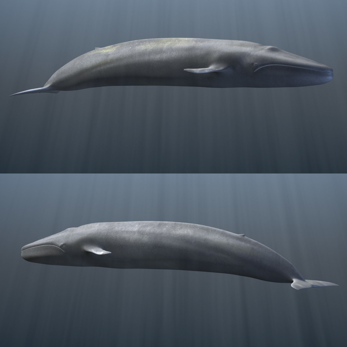 blue whale 3d model