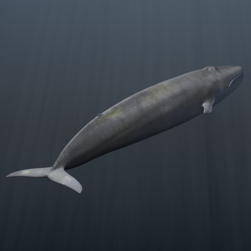 blue whale 3d model