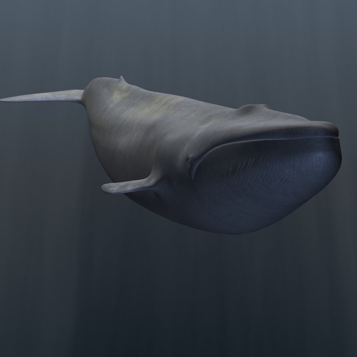 blue whale 3d model