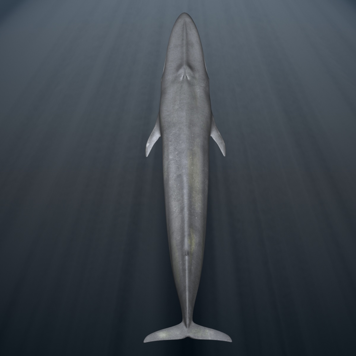 blue whale 3d model