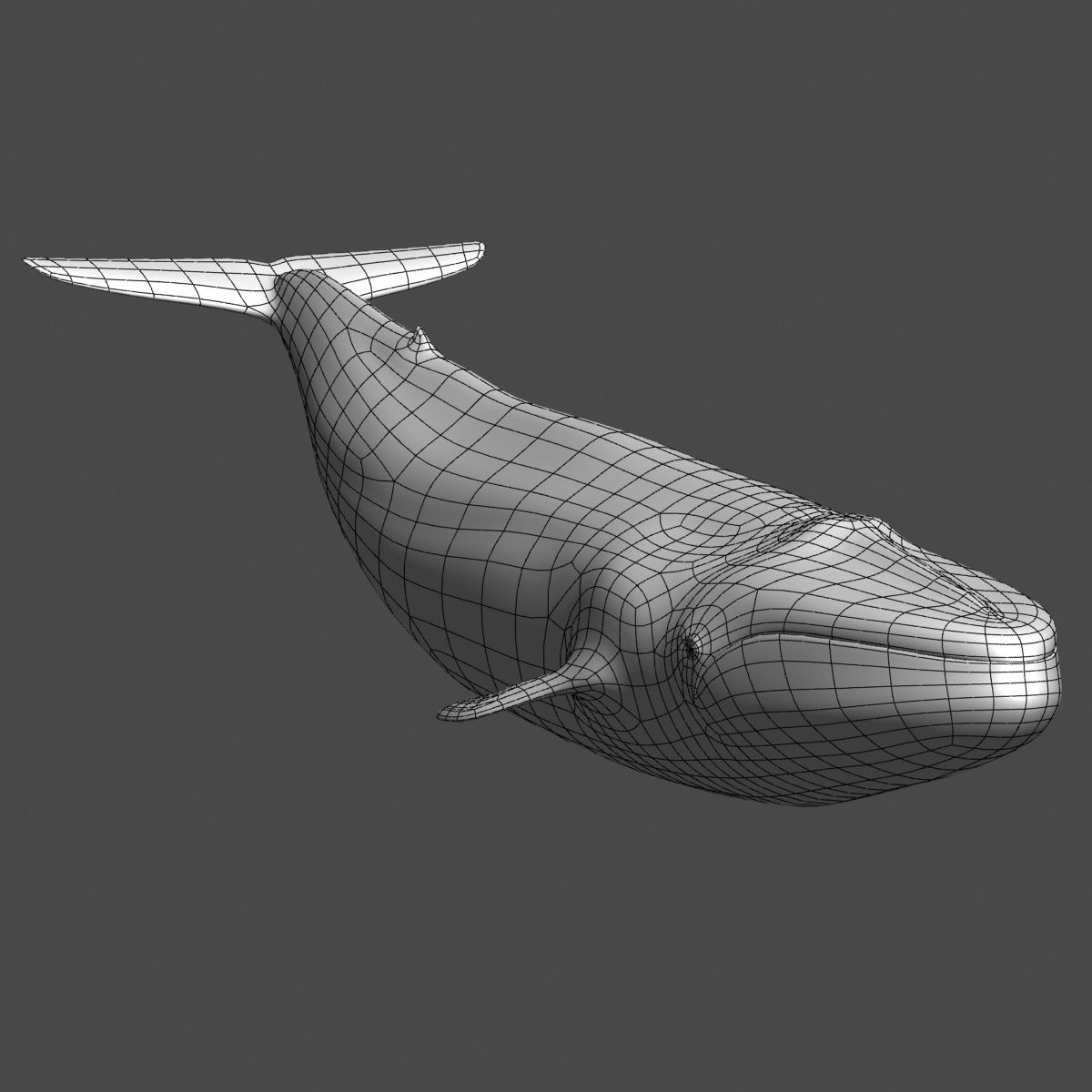 blue whale 3d model