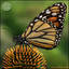 maya photorealistic monarch butterfly