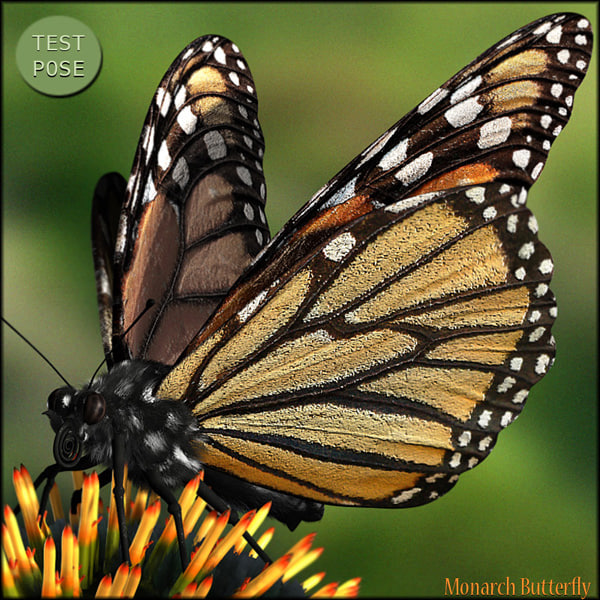 maya photorealistic monarch butterfly