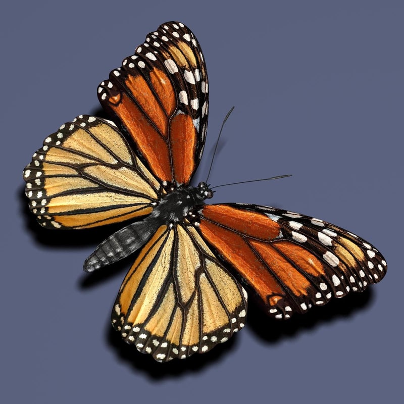 maya photorealistic monarch butterfly