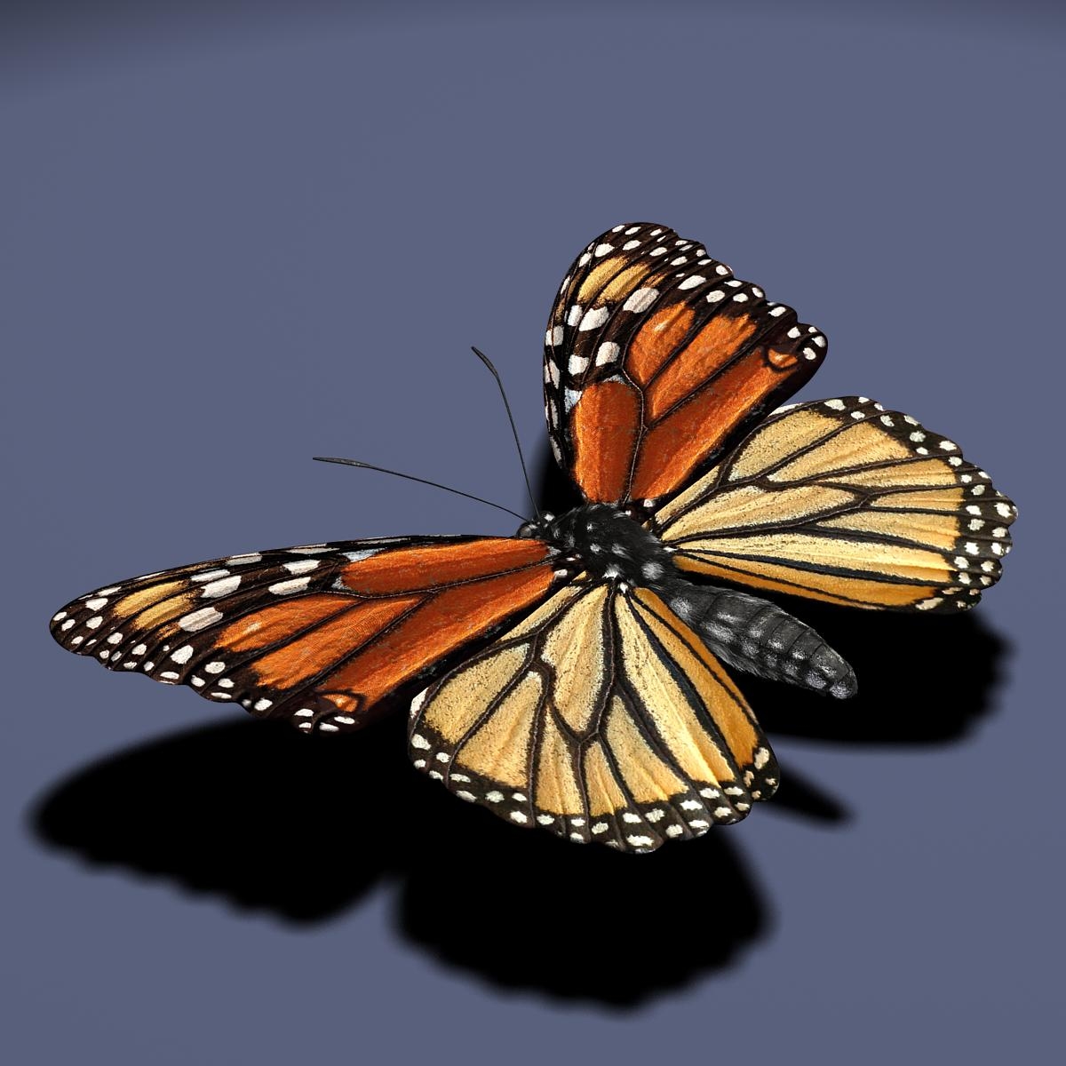 maya photorealistic monarch butterfly