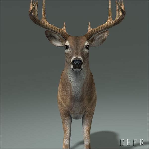 deer white 3d model