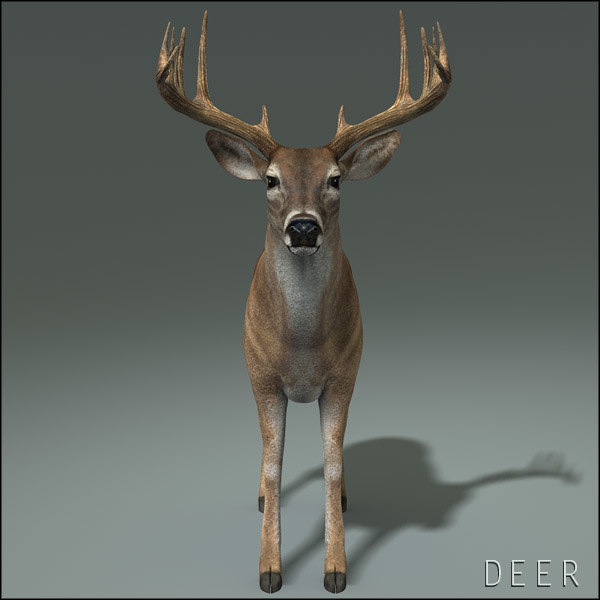 deer white 3d model