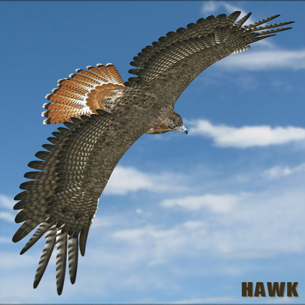hawk animation 3d model