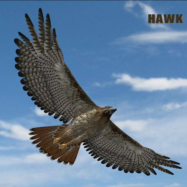 hawk animation 3d model