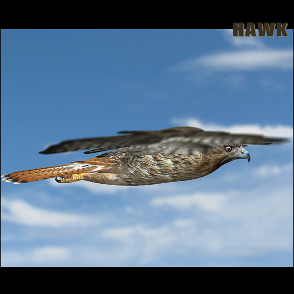hawk animation 3d model