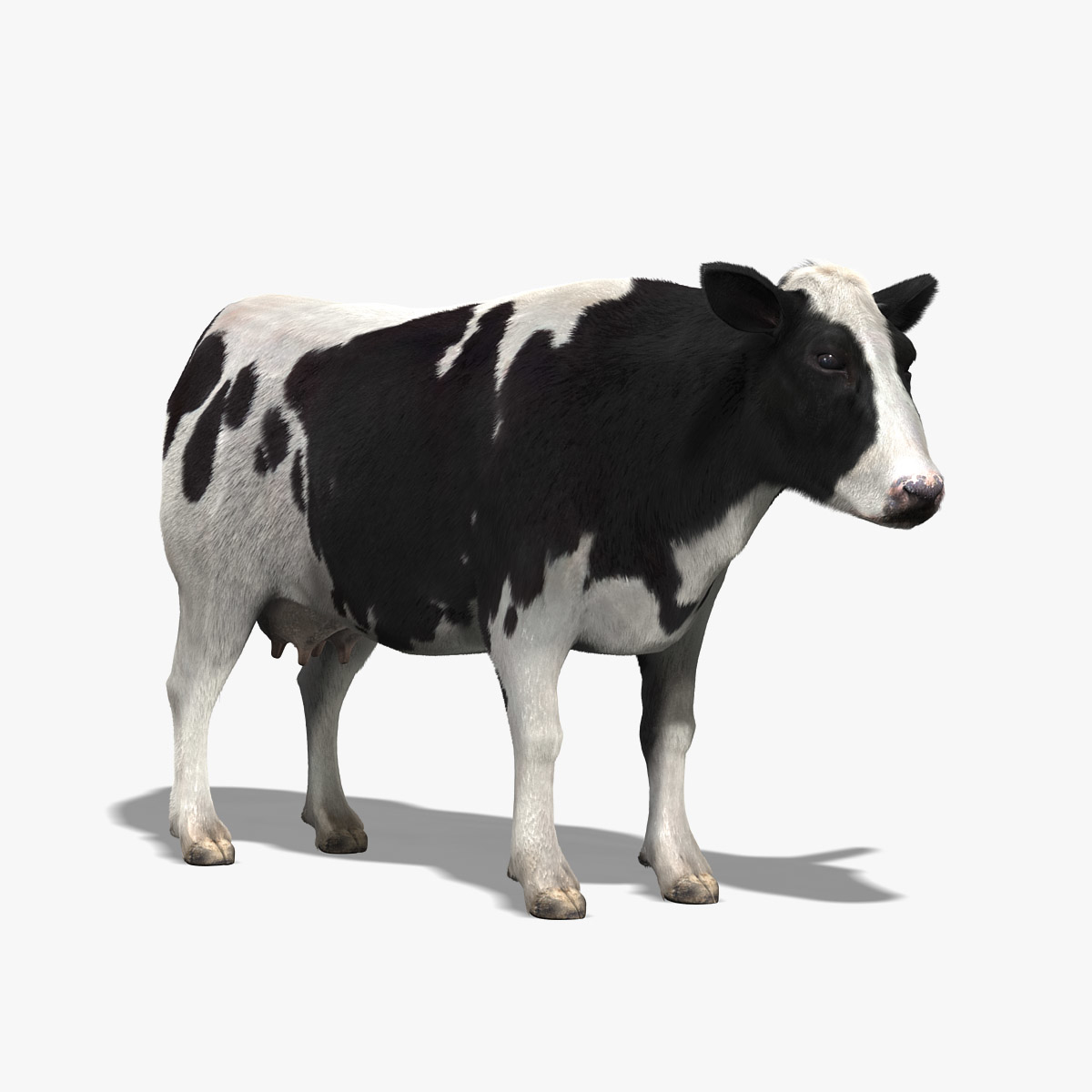 3ds max cow holstein cattle