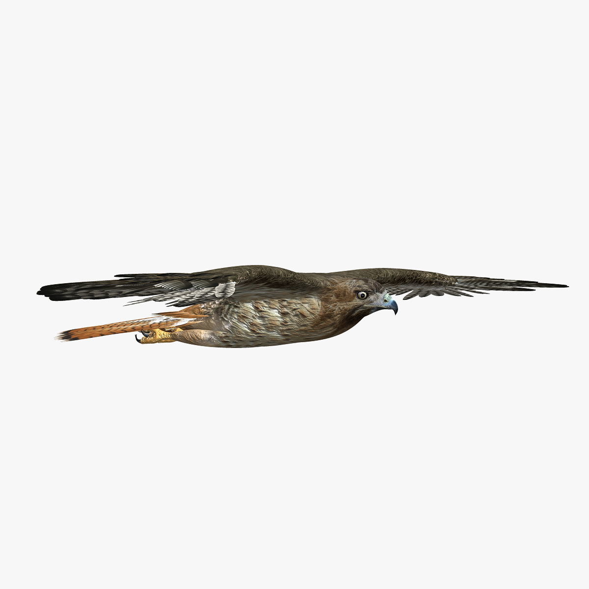 hawk animation 3d model