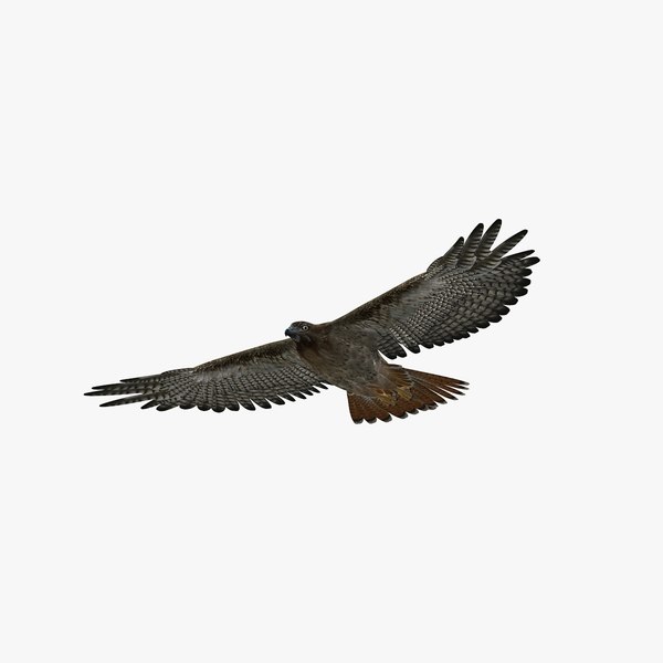 hawk animation 3d model