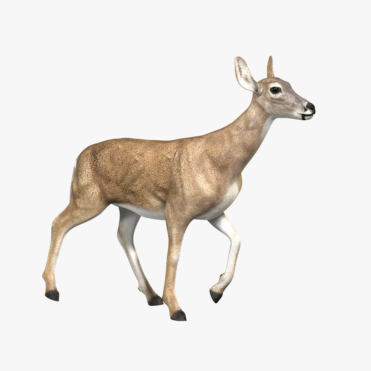maya doe animation