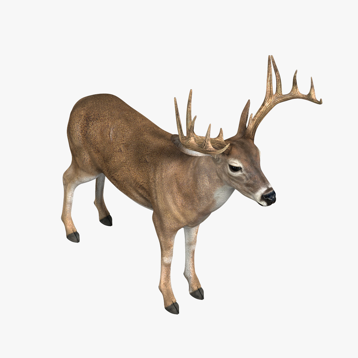 deer animation 3d model
