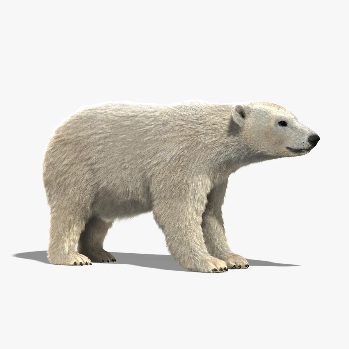 polar bear fur 3d model