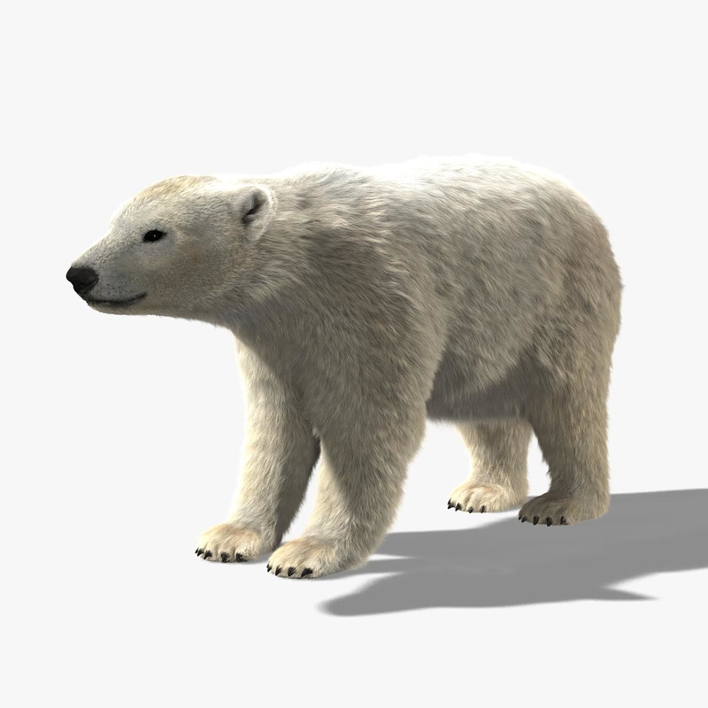 polar bear fur 3d model