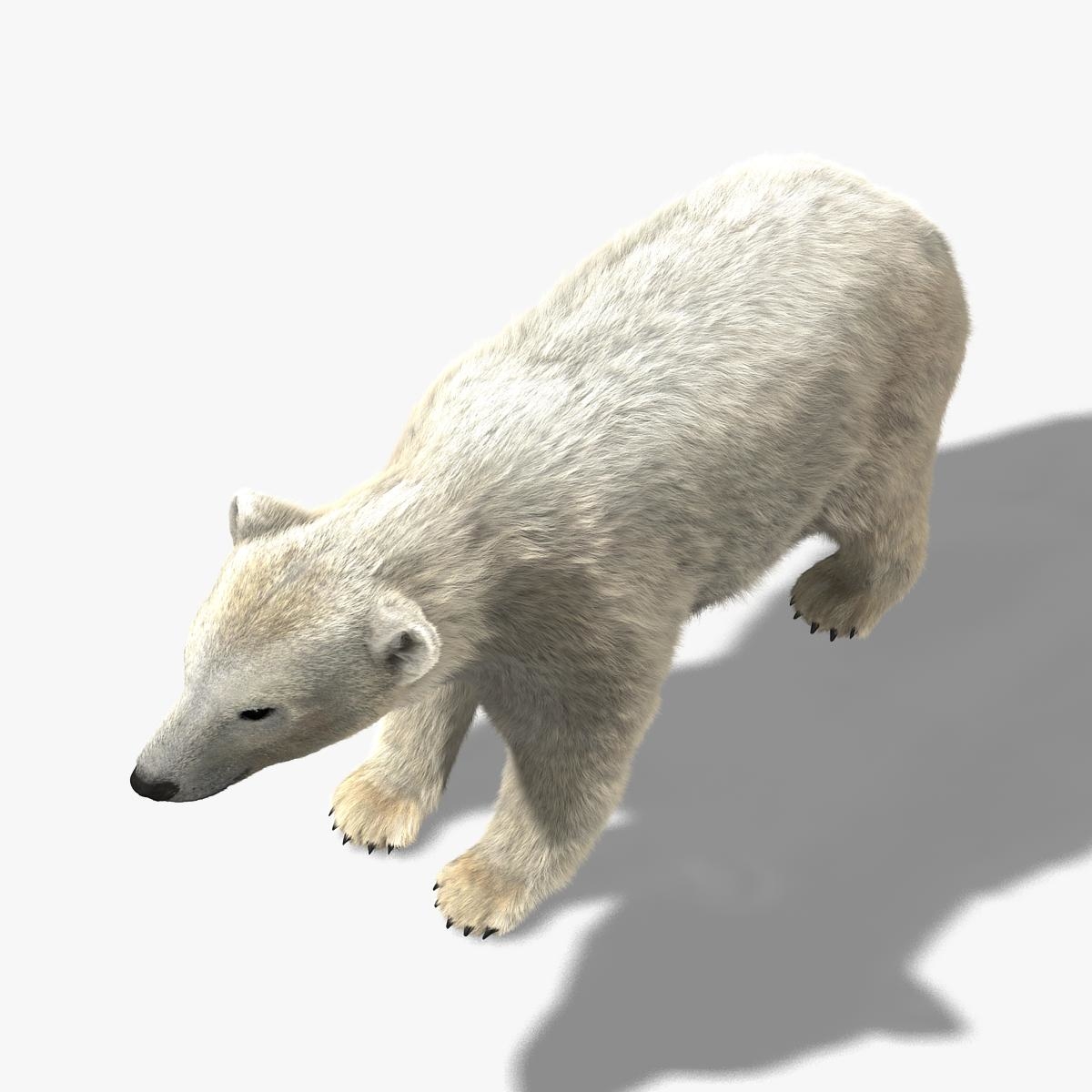 polar bear fur 3d model