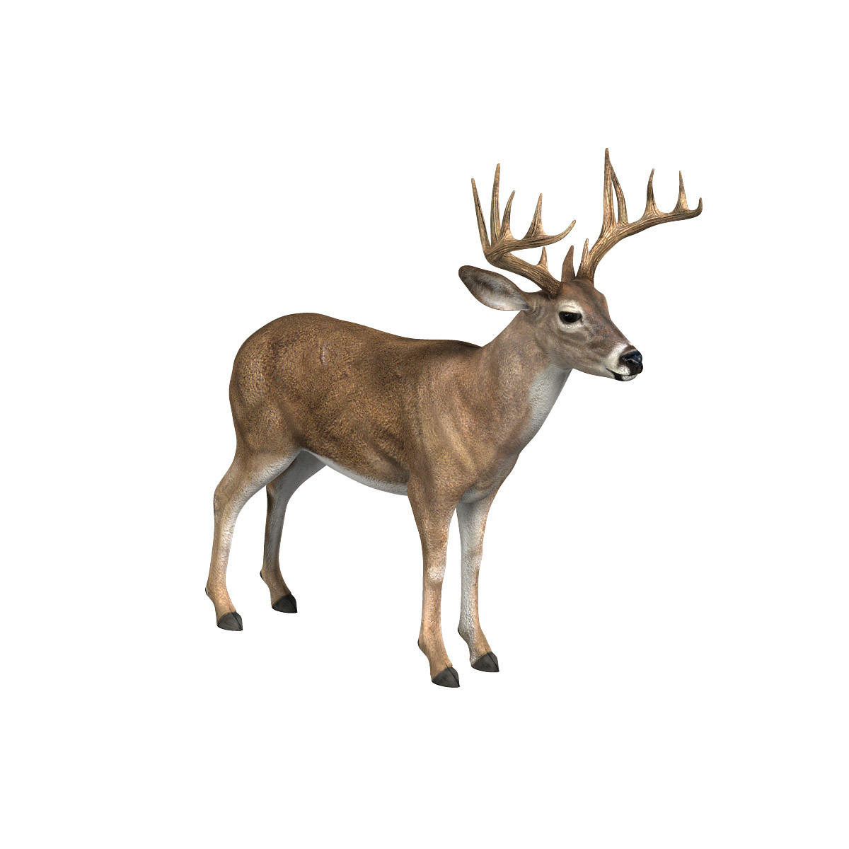 deer animation 3d model