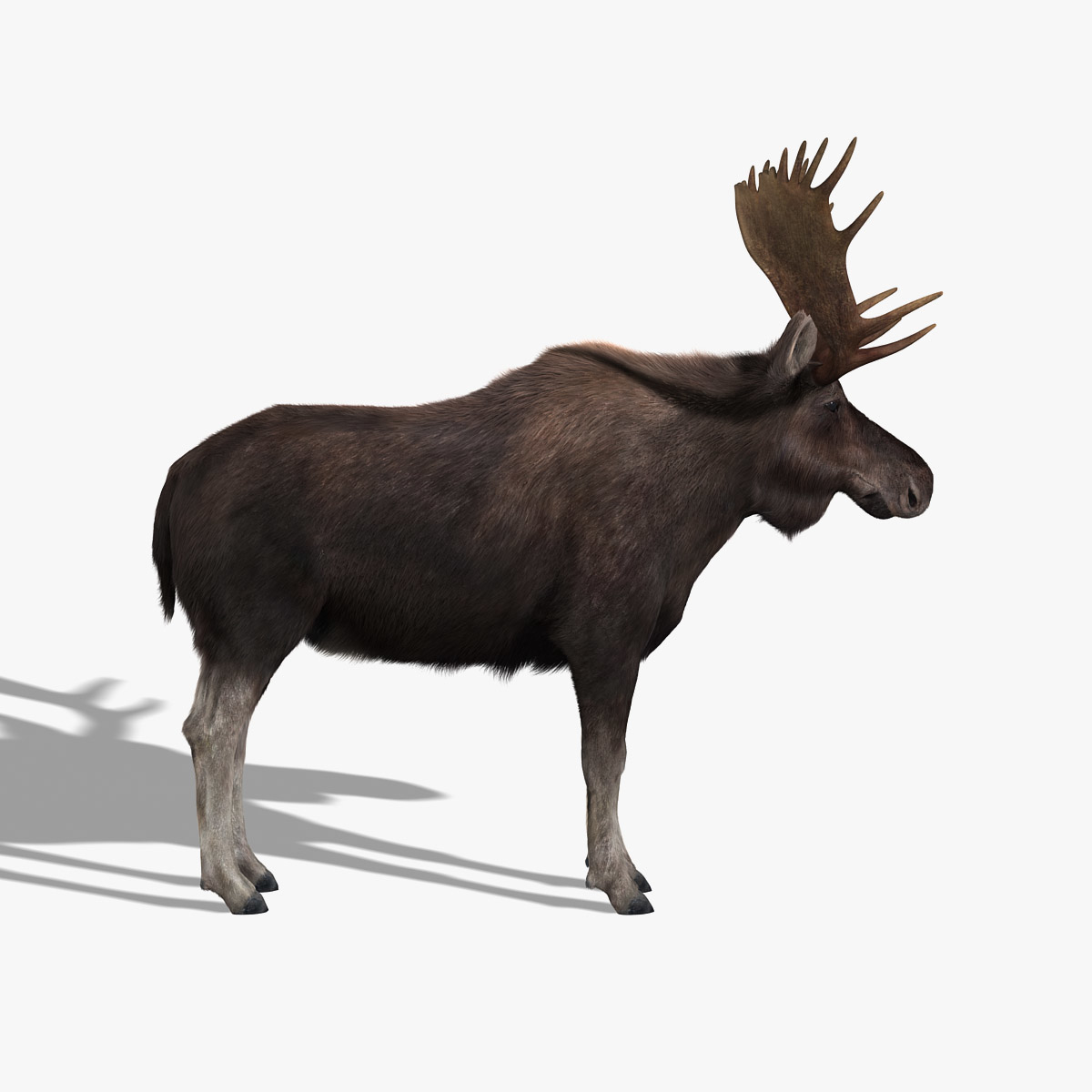 3ds max moose fur