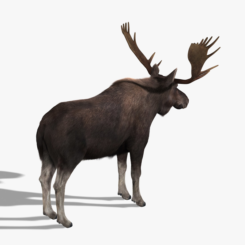 3ds max moose fur