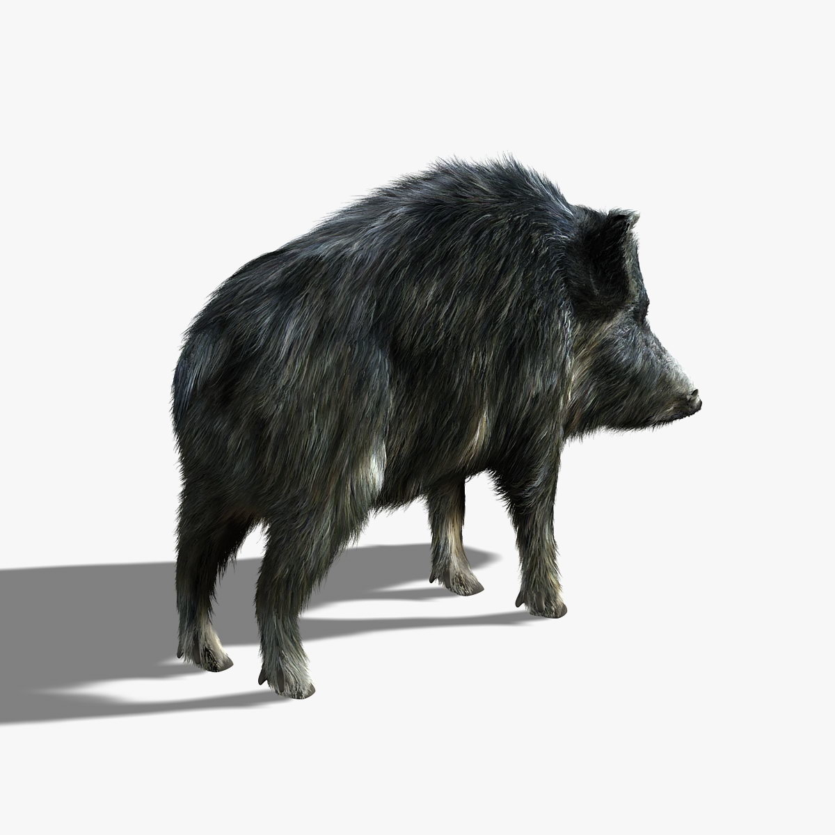 wild boar fur 3d model