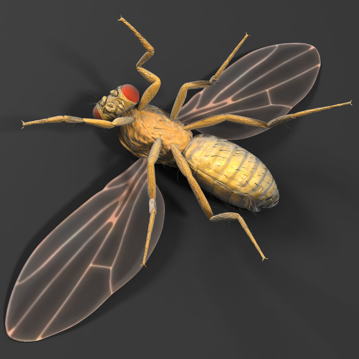 drosophila melanogaster fruit fly obj