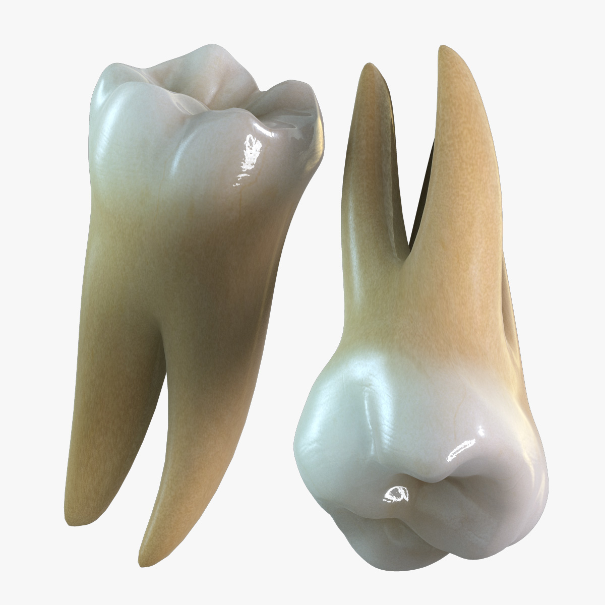 3d teeth molars model