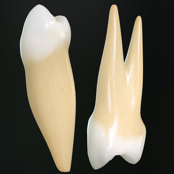 3d teeth premolars model