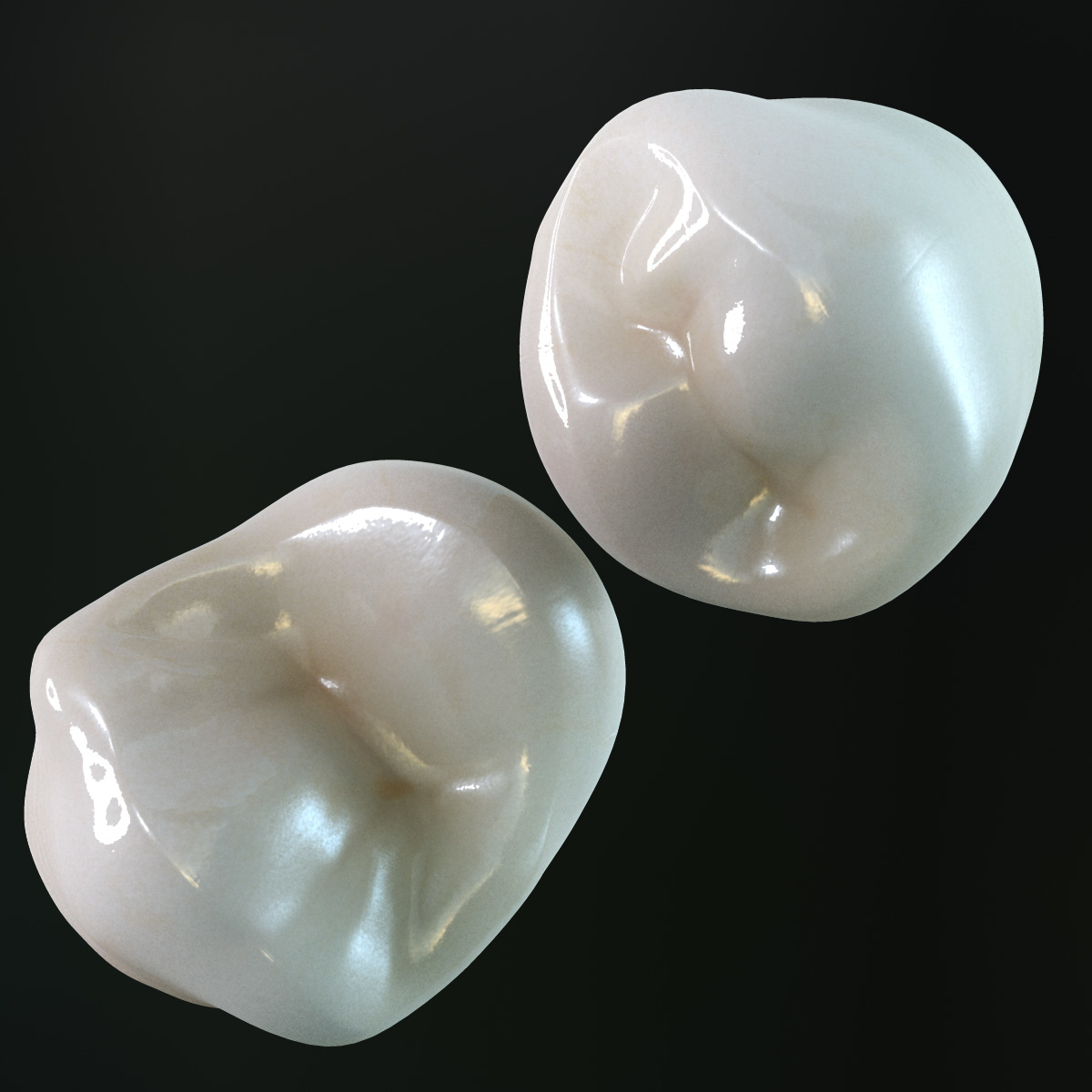 3d teeth premolars model