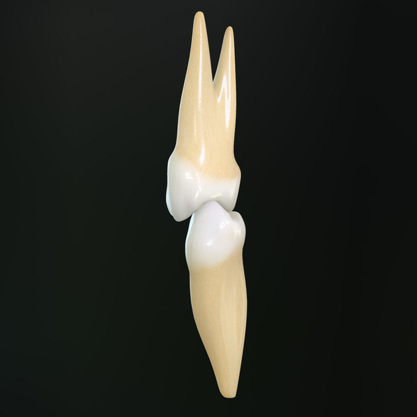 3d teeth premolars model