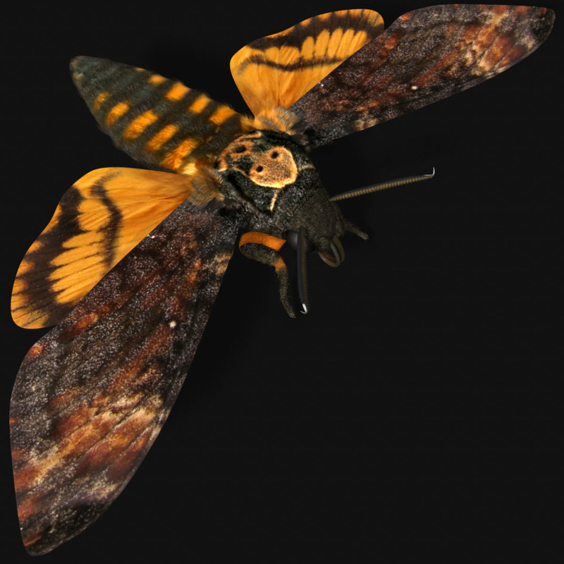 3d acherontia atropos death hawkmoth model