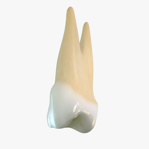 tooth premolar 3d model