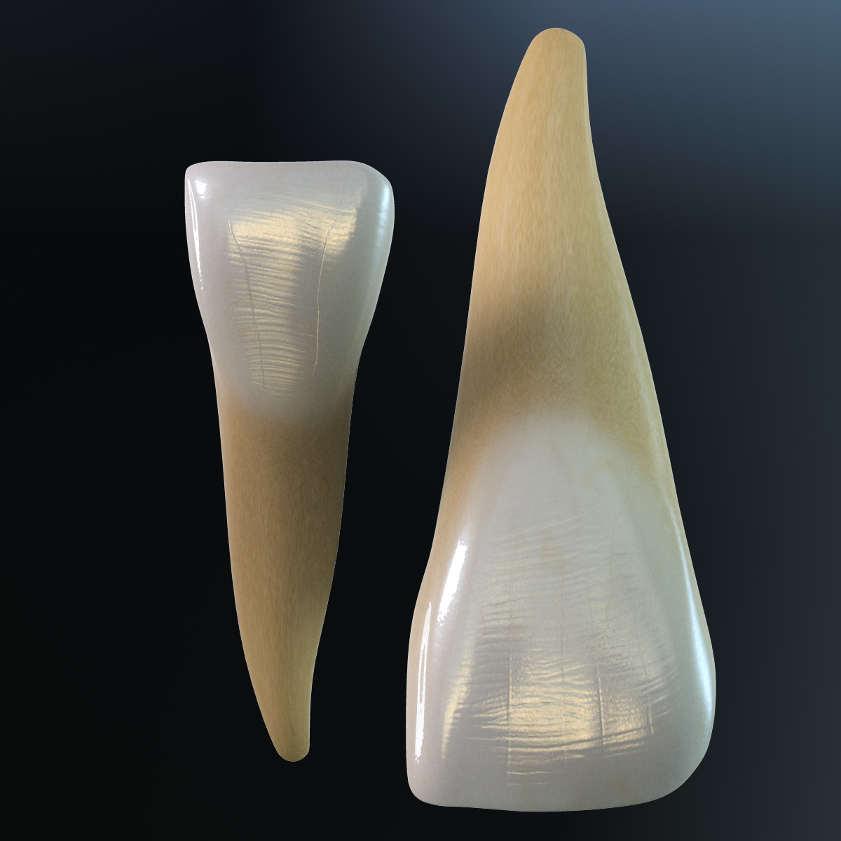 teeth central incisors max