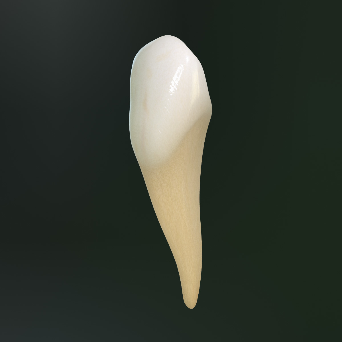 3d tooth lower canine model
