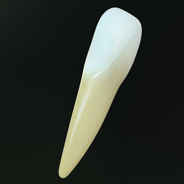 tooth lower central incisor 3d model