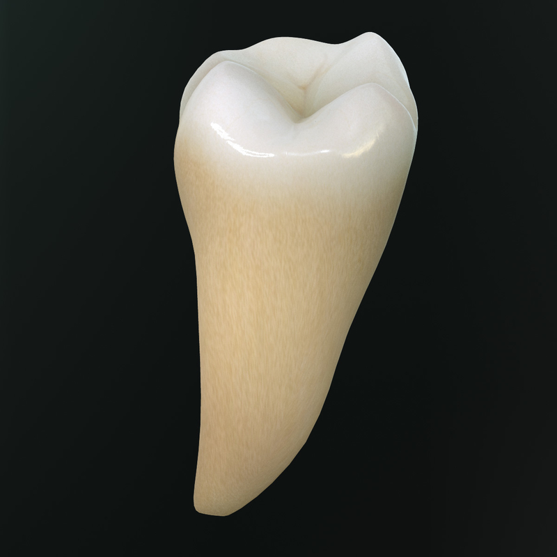 tooth lower molar wisdom 3d model