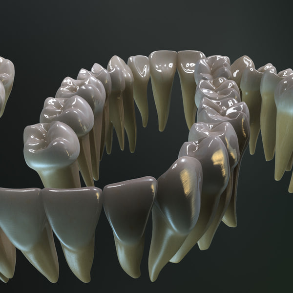 teeth permanent dentition max