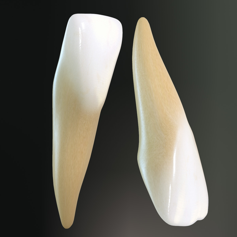 3d model teeth lateral incisors