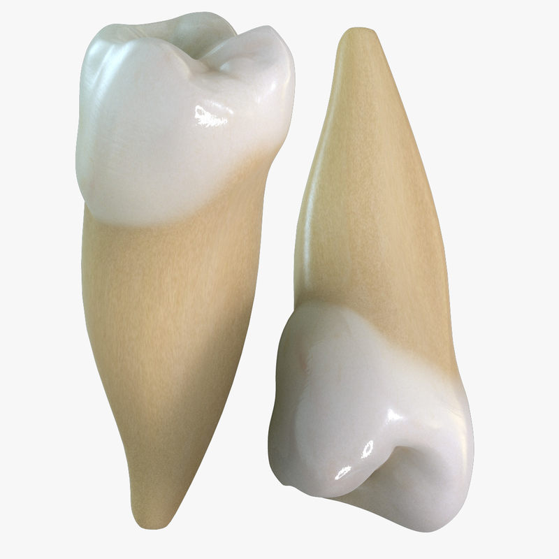 teeth premolars 3d model