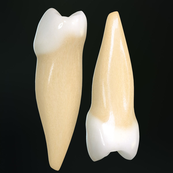 teeth premolars 3d model