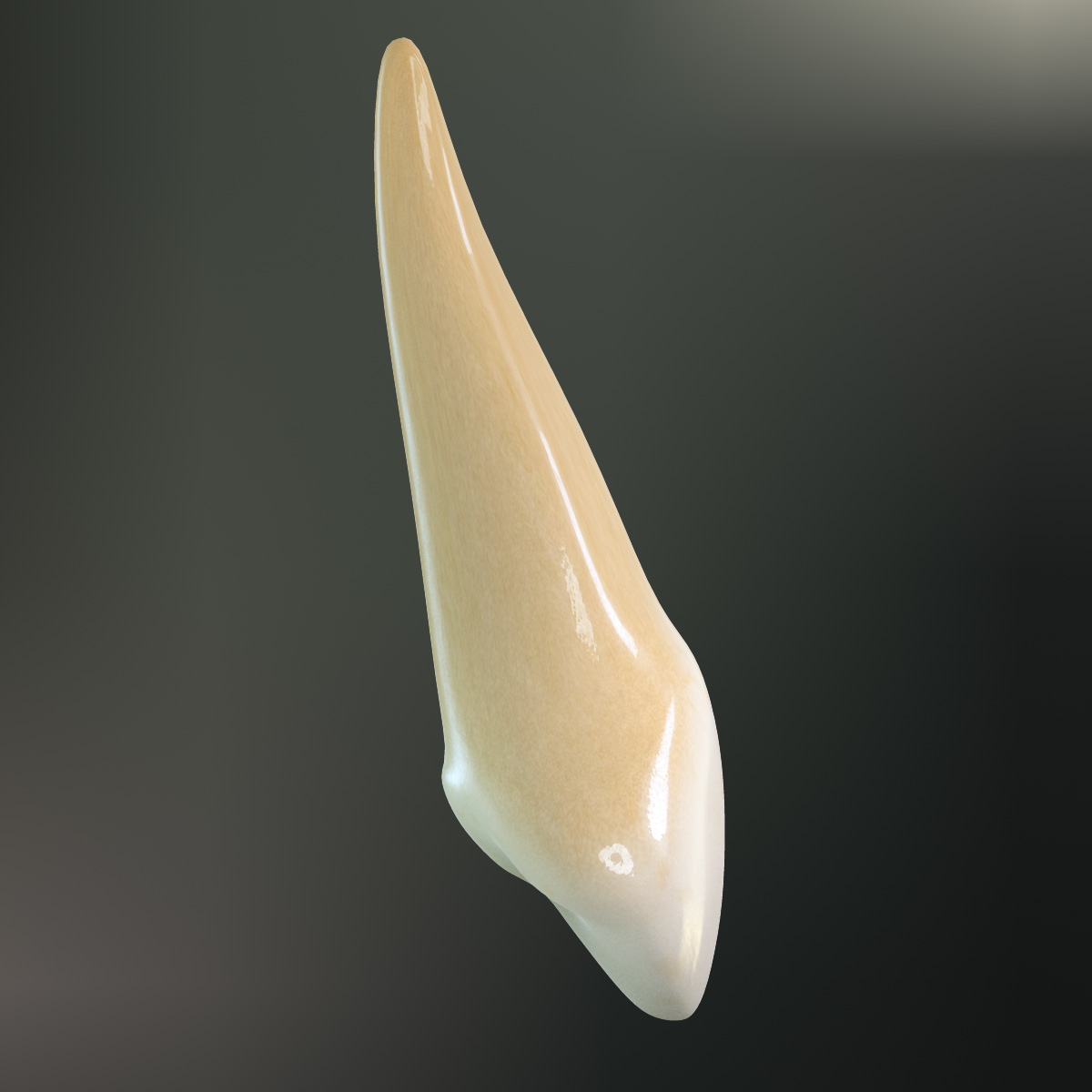 Oberer Eckzahn 3D-Modell - TurboSquid 577459