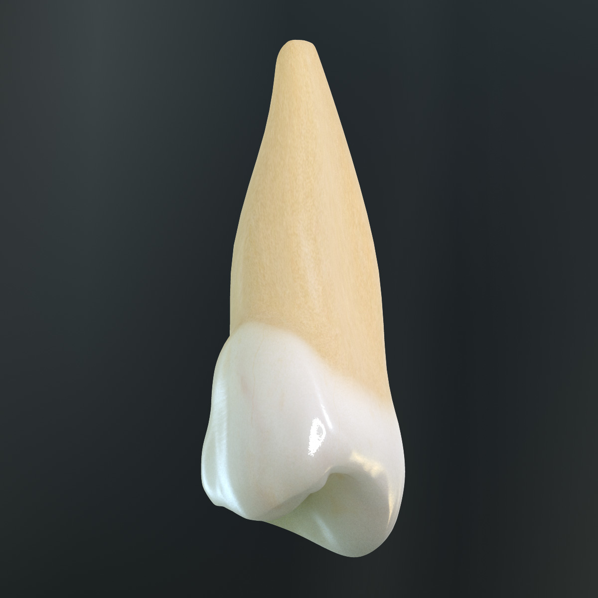 v4 0 5th tooth 3d model