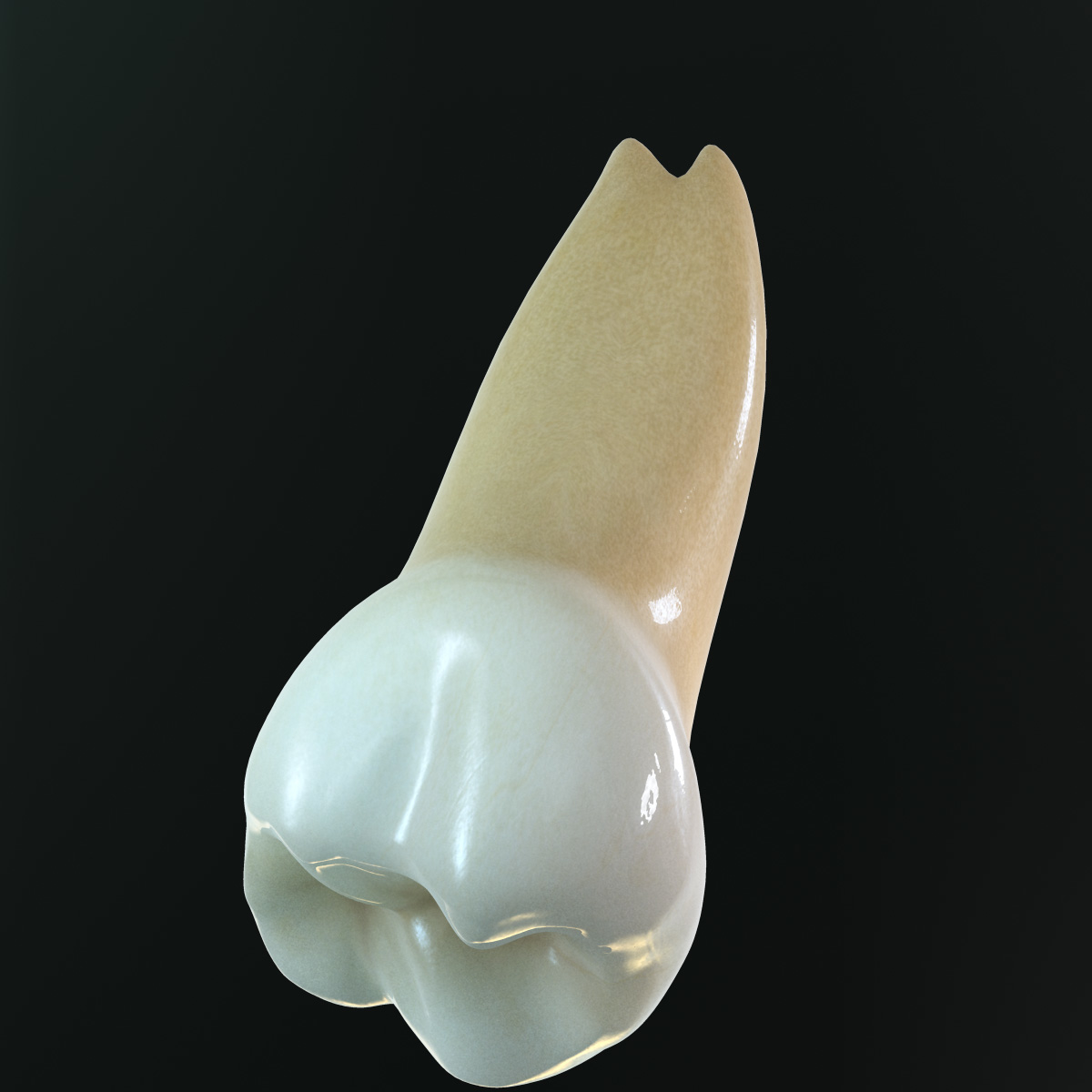 tooth upper molar wisdom 3d model