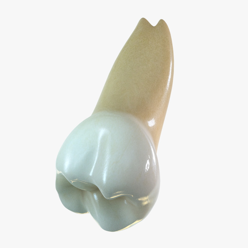 tooth upper molar wisdom 3d model