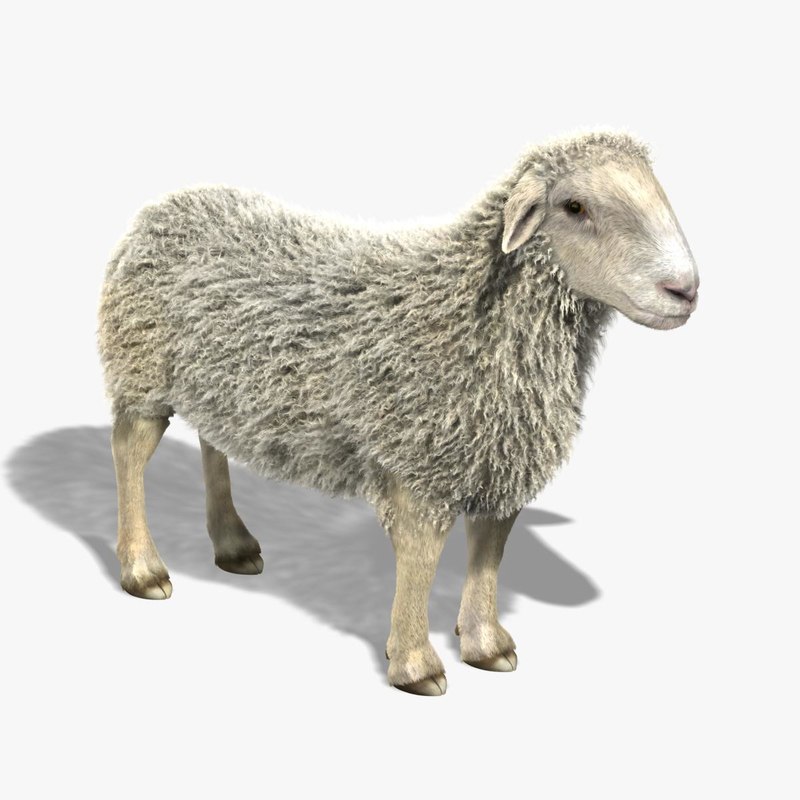 3d sheep fur